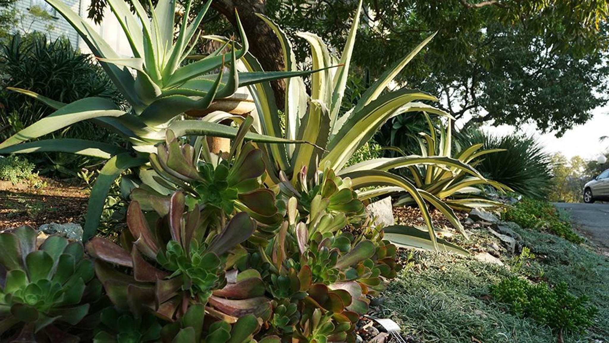 San Rafael Public Library - .Succulents4.2025